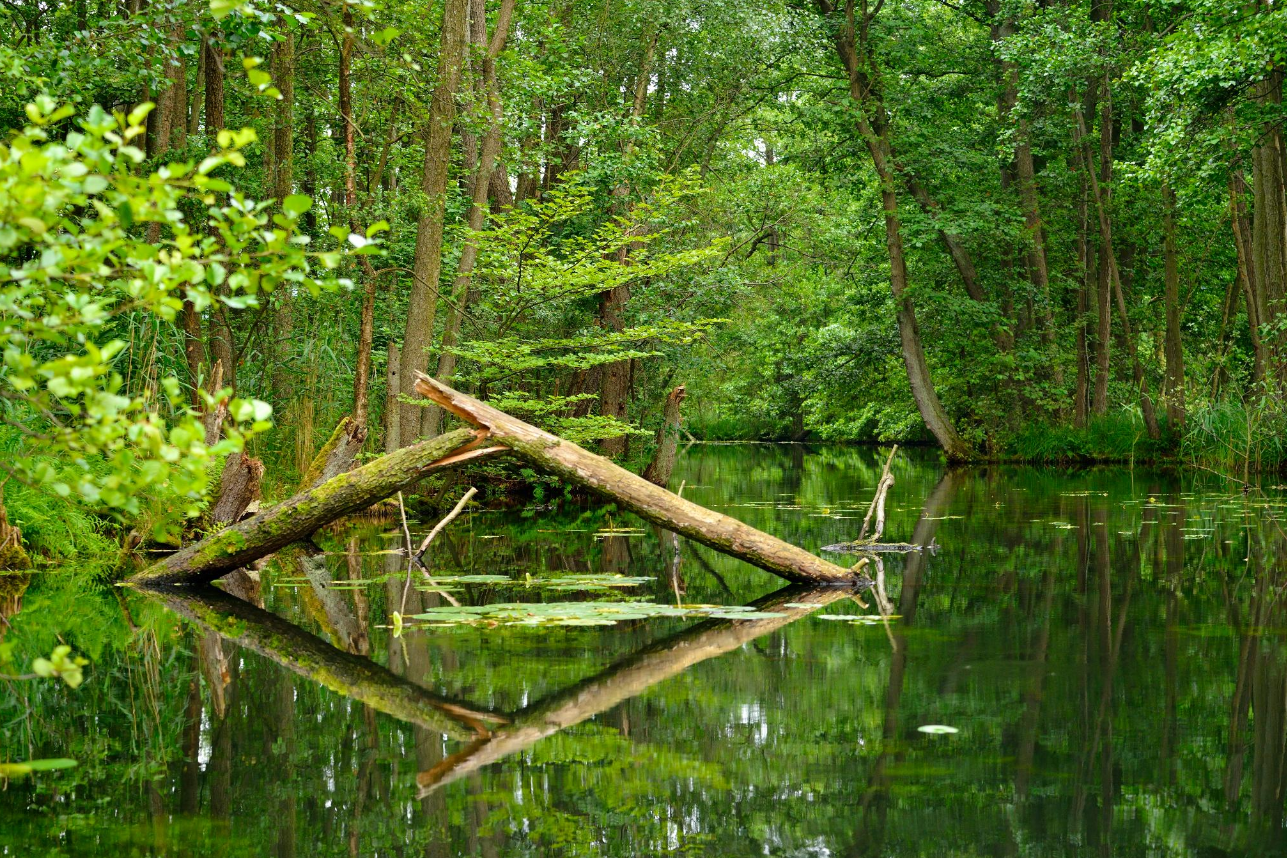 Wanderung im Weltnaturerbegebiet "Serrahner Buchenwälder"