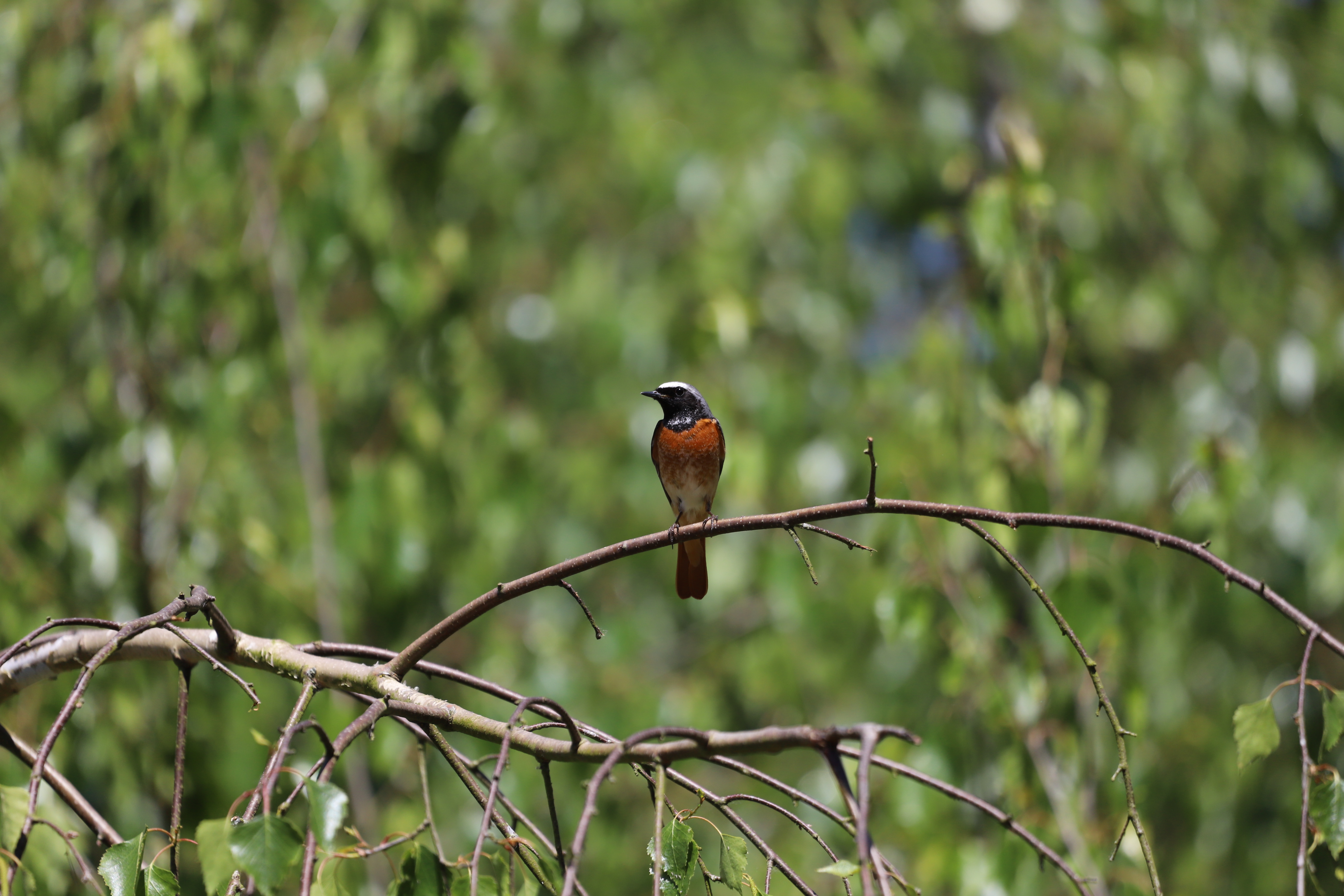 Bird life on the doorstep