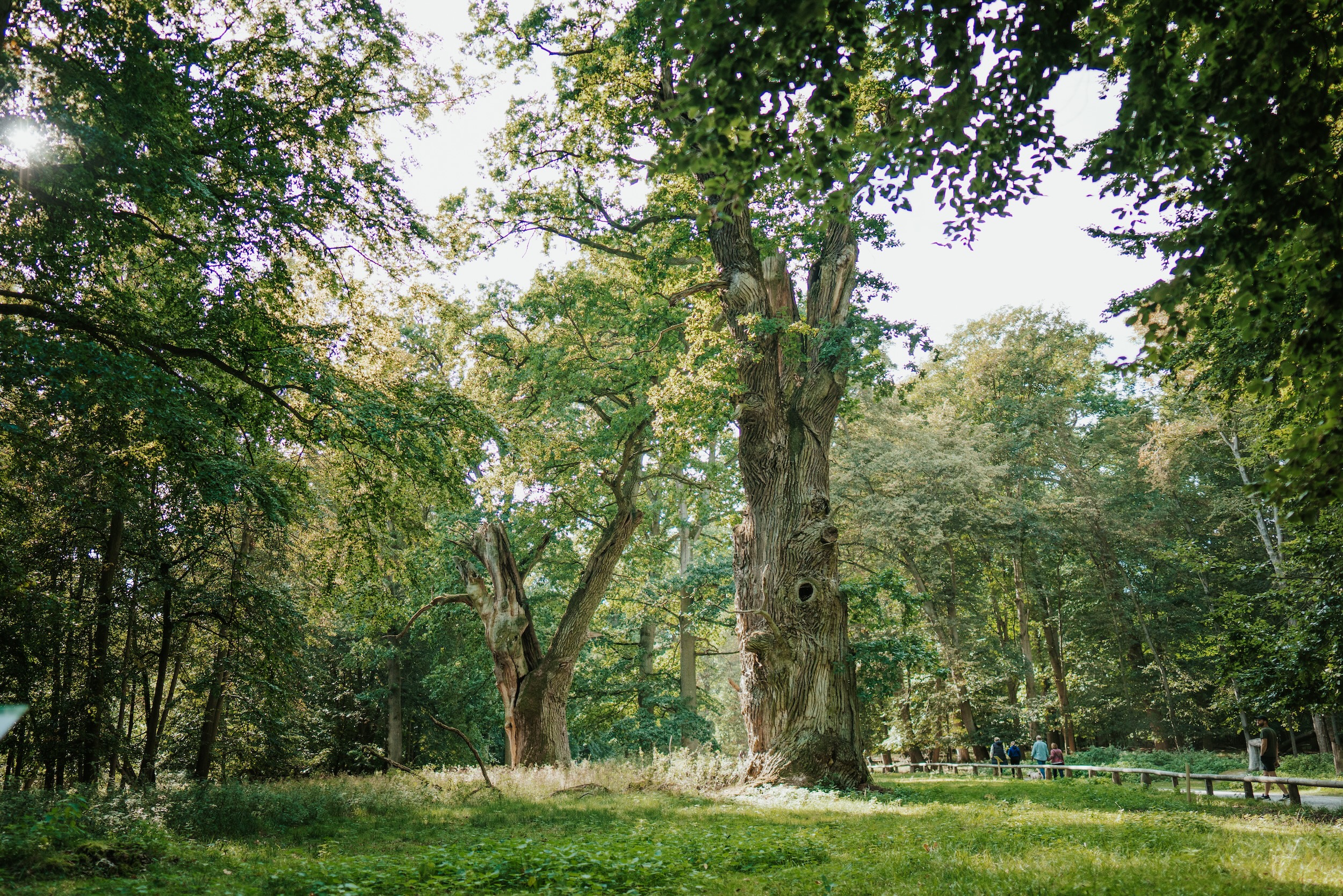 Nationales Naturmonument Ivenacker Eichen